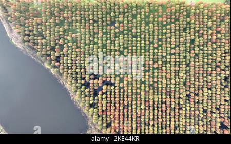 Metasequoia forest at a wetland park in Chengdu City, southwest China's ...