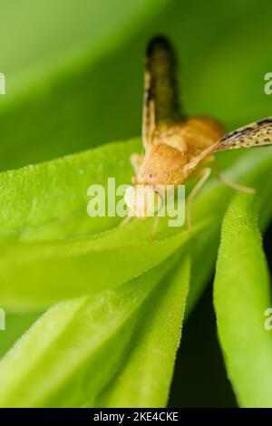 Macro photography shot of a fly on a green plant with a blurred ...
