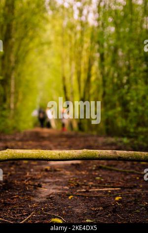 Log blocking a path in the woods Stock Photo - Alamy
