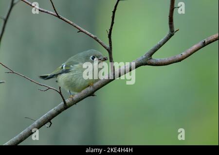 A closeup shot of a ruby-crowned kinglet bird perched on a mossy tree ...