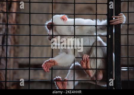 Bangkok, Thailand - 10 Nov 2022, Pata zoo's staff seen feeding ...