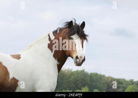 Baroque Pinto in summer Stock Photo - Alamy