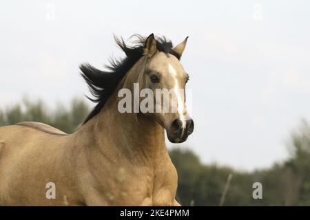 German Riding Pony in summer Stock Photo - Alamy