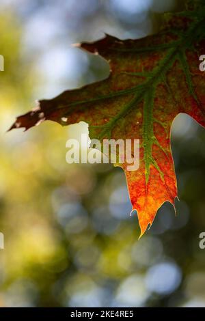 Oak tree turns red in autumn Stock Photo - Alamy