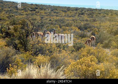 The guanaco is a widespread camelid in South America, including ...