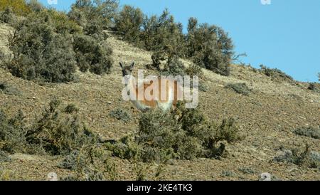 The guanaco is a widespread camelid in South America, including ...
