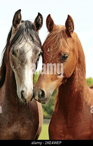two young Arabian horses - portrait Stock Photo - Alamy