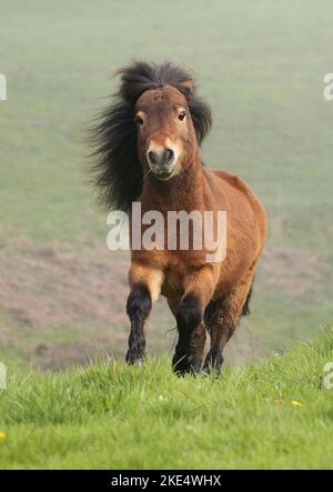 2 galloping Mini Shetland Ponies Stock Photo - Alamy