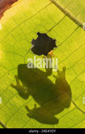 A closeup of a Starry Night Reed Frog's shadow on a leaf on a sunny day ...