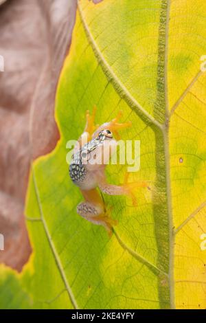 A closeup of a Starry Night Reed Frog on a leaf on a sunny day Stock ...