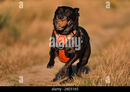 A closeup of a Staffordshire Bull Terrier barking, sitting on green ...