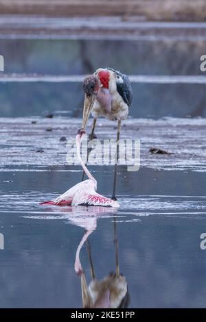 FLAMINGO; Ciconiiformes Phoenicopteridae Stock Photo - Alamy