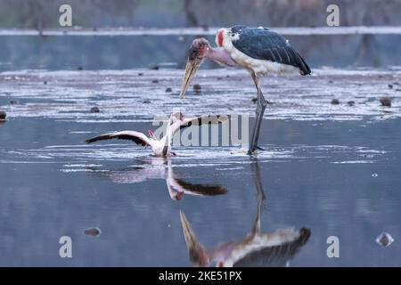 Marabou Stork kills Flamingo Stock Photo - Alamy