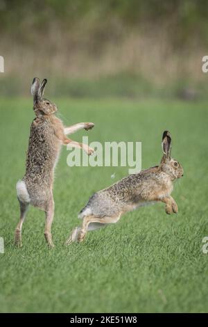 playing Brown Hares Stock Photo - Alamy