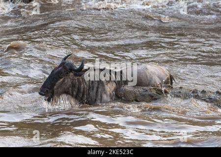 Nile Crocodile kills Blue Wildebeest Stock Photo - Alamy