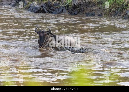 Nile Crocodile kills Blue Wildebeest Stock Photo - Alamy