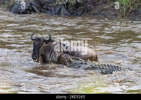 Nile Crocodile kills Blue Wildebeest Stock Photo - Alamy