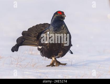walking Black grouse Stock Photo - Alamy
