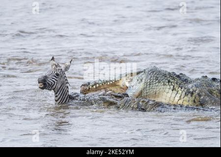 Nile Crocodile kills Zebra Stock Photo - Alamy