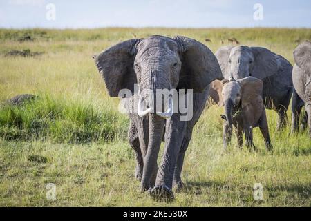 elephant, gallop, elephants, gallops Stock Photo - Alamy