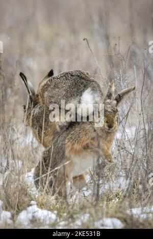 two hare jumping and fighting Stock Photo - Alamy