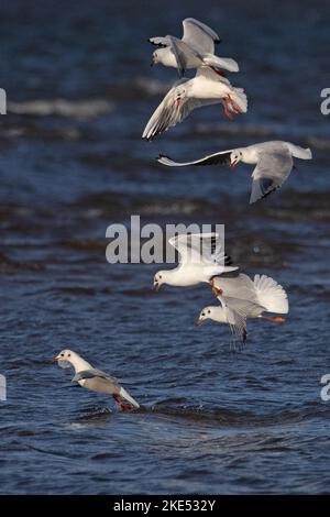 Flock of gulls in a feeding frenzy behind the plough as the soil is ...