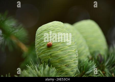 The ladybug on the pine cone of the cedar of Lebanon Stock Photo - Alamy
