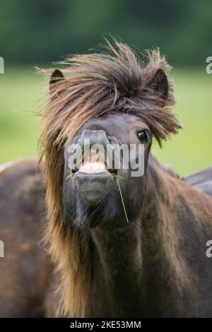 flehming Icelandic Horse Stock Photo - Alamy