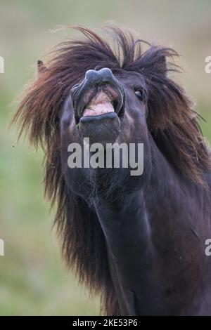 flehming Icelandic Horse Stock Photo - Alamy