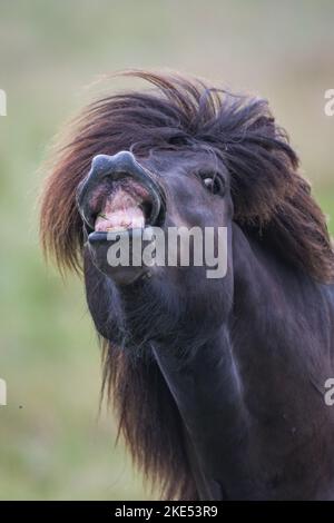 flehming Icelandic Horse Stock Photo - Alamy