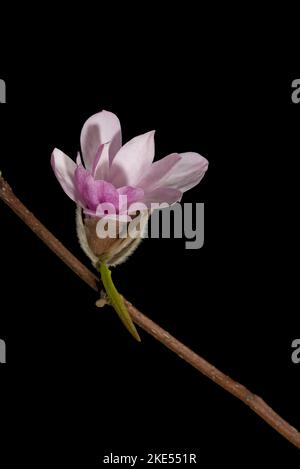 Pink magnolia flowers (Magnolia denudata) isolated on white background ...