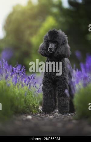 Giant Poodle in summer Stock Photo - Alamy
