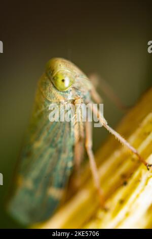 Cicadella viridis on plant in the wild Stock Photo - Alamy