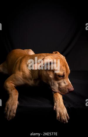Portrait of a caramel-colored pit bull dog against black background ...