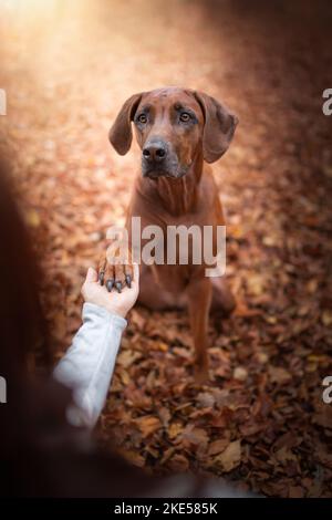 Paw of a large dog in the hand of a man, a woman with a manicure on the ...