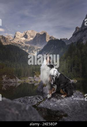 Australian Shepherd dog barking or howling. Dog is in the countryside ...