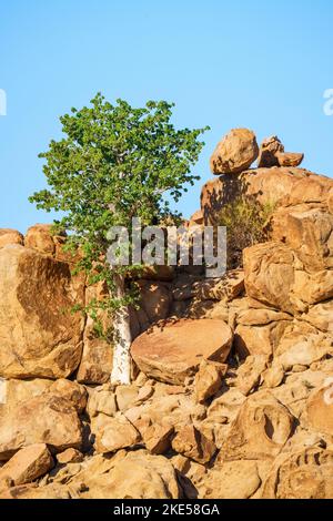 Green sheperd's tree grows between orange rocks and boulders. The rocks ...