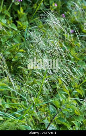 Bromus sterilis Barren Brome-grass Stock Photo - Alamy