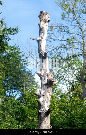 A vertical shot of a rotting tree in a forest with a blurry background ...
