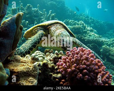 Sea turtles . Great Reef Turtle .Bissa. Hawksbill sea turtle (CR species) Hawksbill Turtle ...