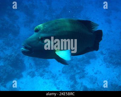 Napoleon fish. Fish - type bone fish Osteichthyes. Gubanovye - Labridae ...