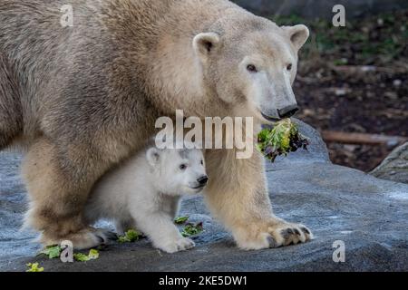 Two wild polar bears eating killed seal on the pack ice north of ...