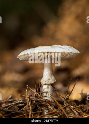 False Death Cap in Woodland Stock Photo - Alamy