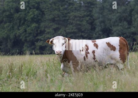 Domestic Cattle, Hinterwald Cattle. Cow standing on a pasture. Germany ...