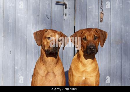 two Rhodesian Ridgebacks Stock Photo - Alamy
