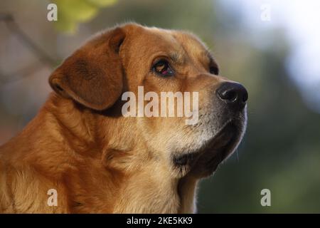 Mastin Espanol Portrait Stock Photo - Alamy