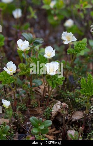 cloudberry, nordic berry, knotberry, Moltebeere, Rubus chamaemorus ...