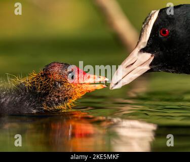 A closeup shot of a coot mother bird feeding its babies in the water ...