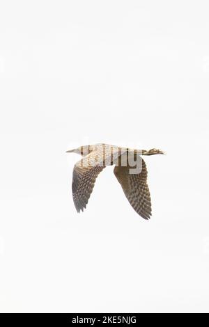 Eurasian Bittern - Botaurus stellaris flying over reed bed on Danube ...