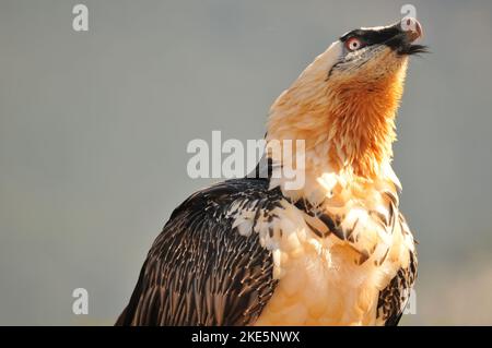A portrait of a scary screaming bearded vulture bird Stock Photo - Alamy
